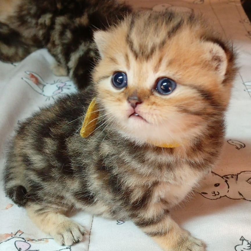 Шотландский прямоухий короткошёрстный котёнок