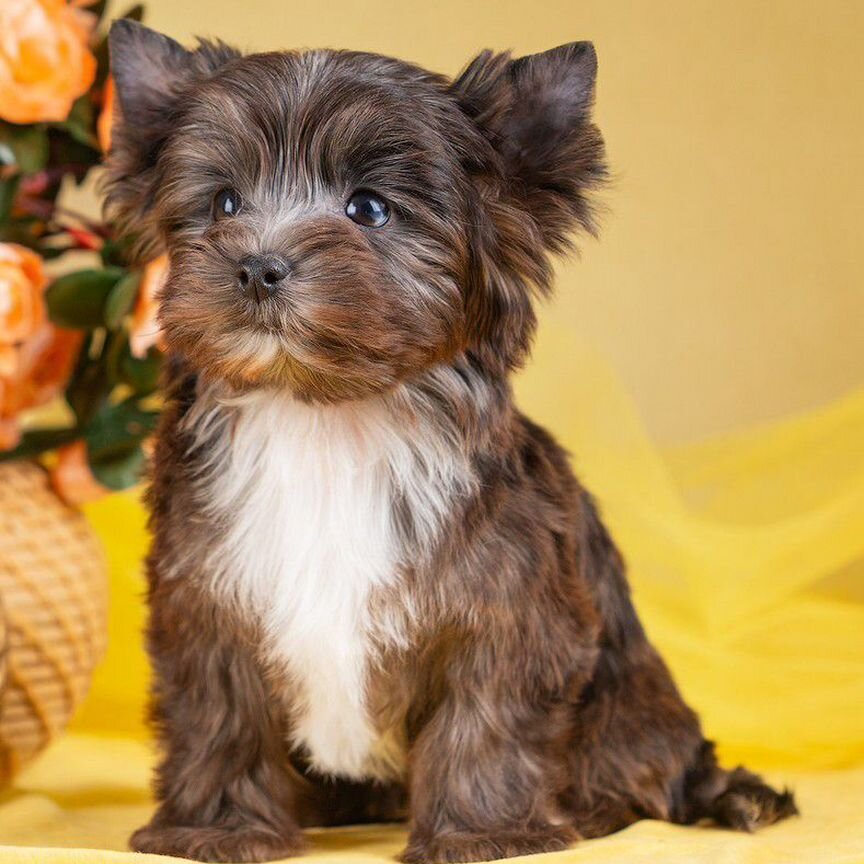 Йоркширский терьер, щенок