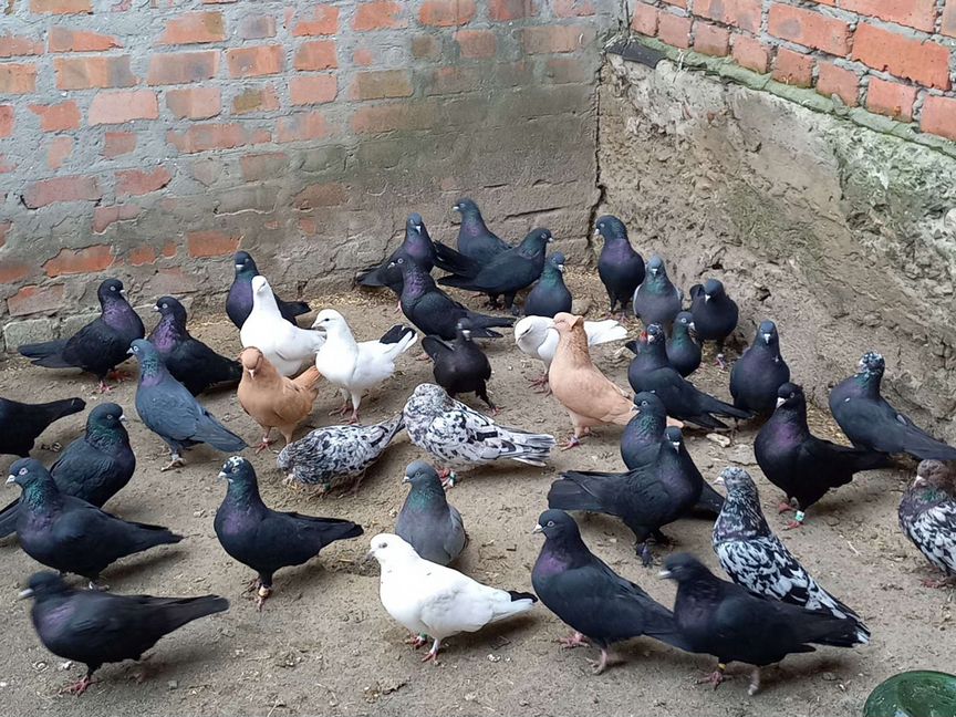 Бойные голуби