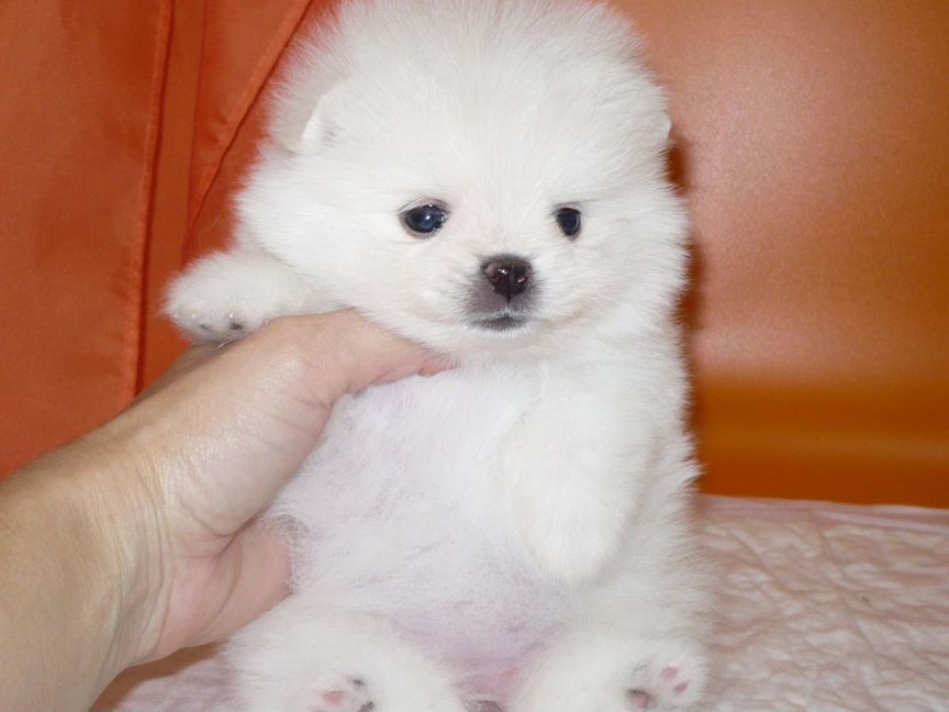 Померанский шпиц девочка крем