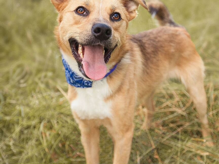 Собака в добрые руки