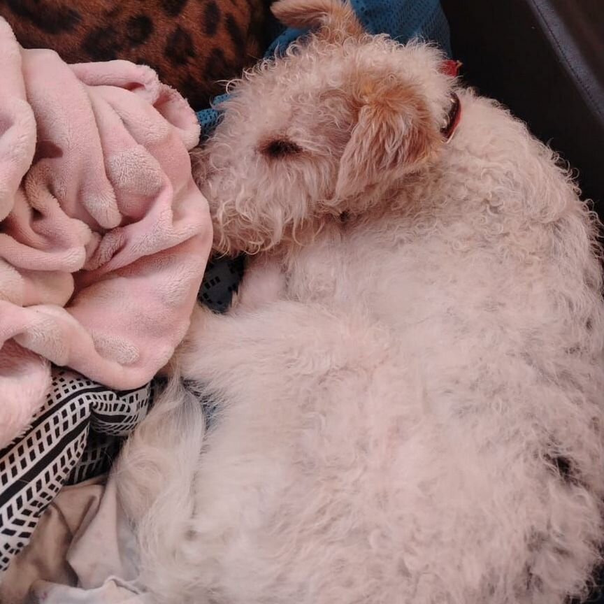 Фокстерьер, взрослый пёс