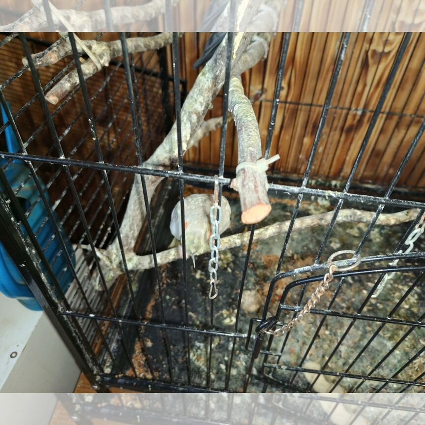 Попугай корелла с клеткой