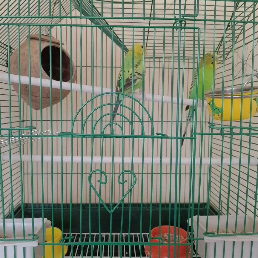 Волнистый попугай с клеткой