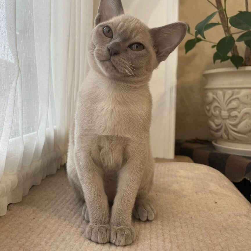 Продается бурманский котенок