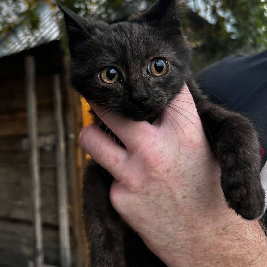 Котёнок