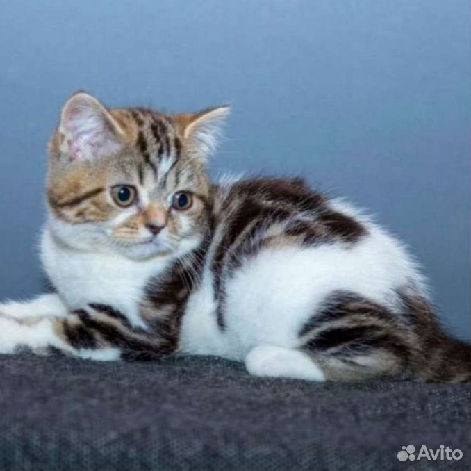 Шотландская принцесса