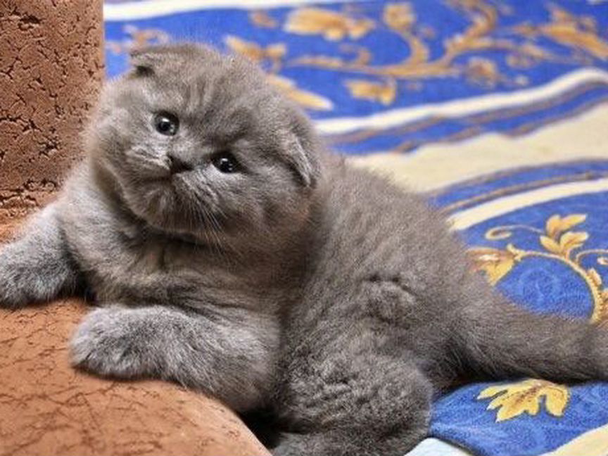 Шотландские плюшевые котята