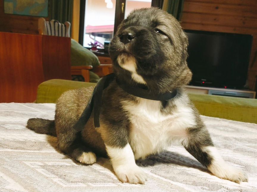 Щенки кавказкой овчарки