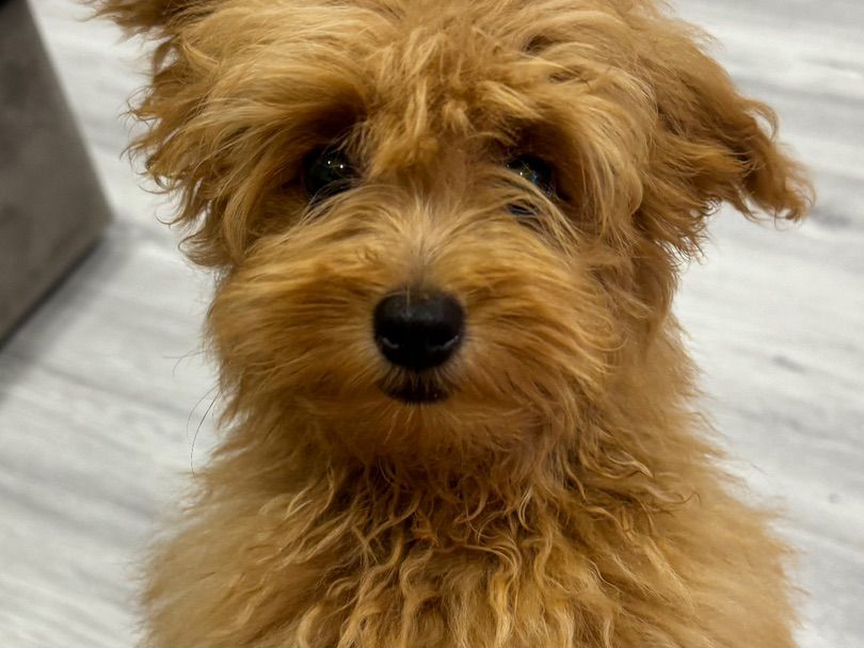 Щенок мальтипу f1 девочка, 3,5 месяца