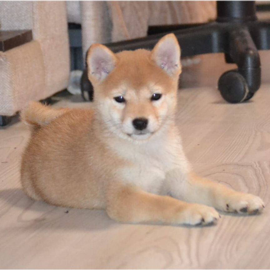 Девочка сиба ину мини щенок