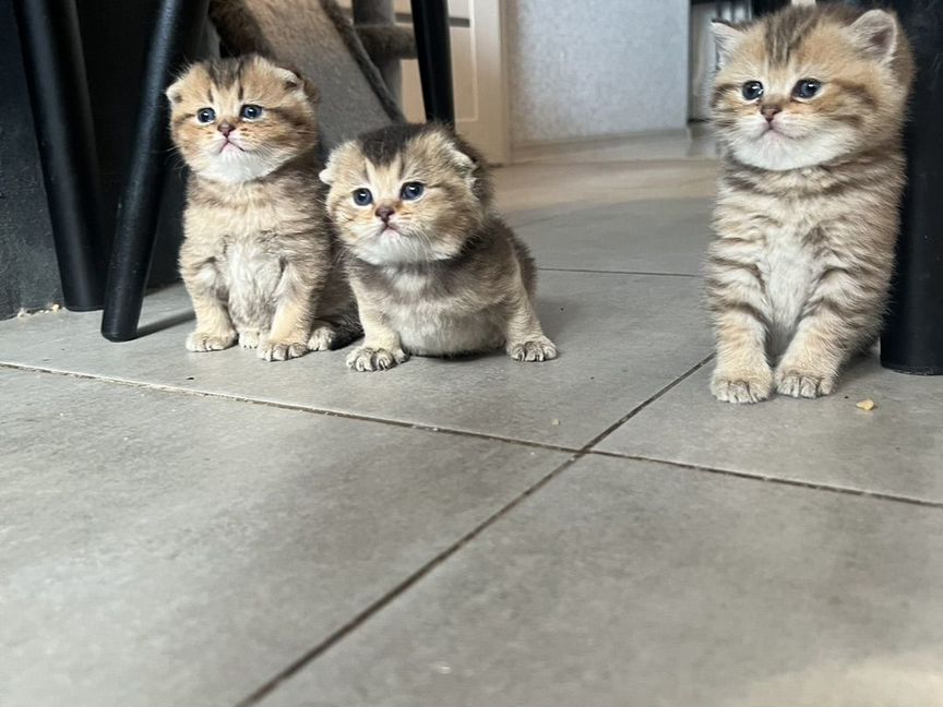 Шотландские золотые шиншиллы котята