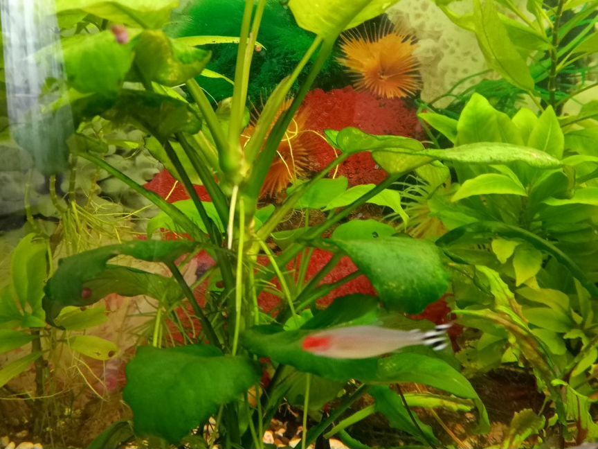 Анубиас большой