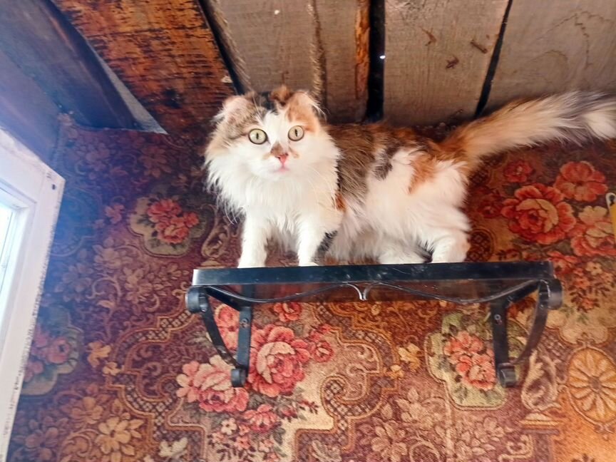Кошка