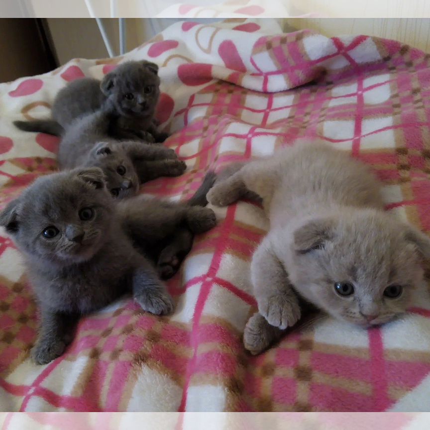 Шотландские котята