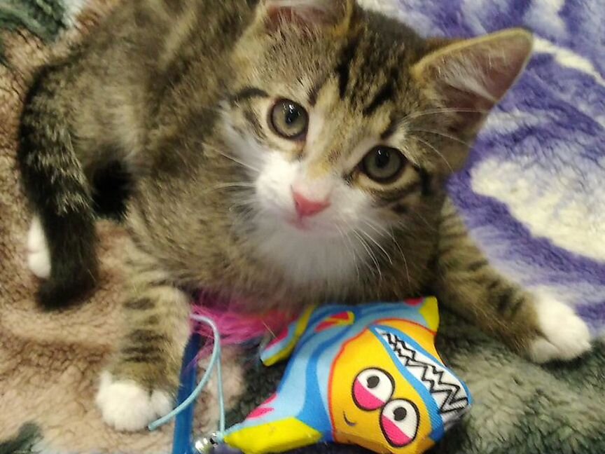Милый котик 2 месяца