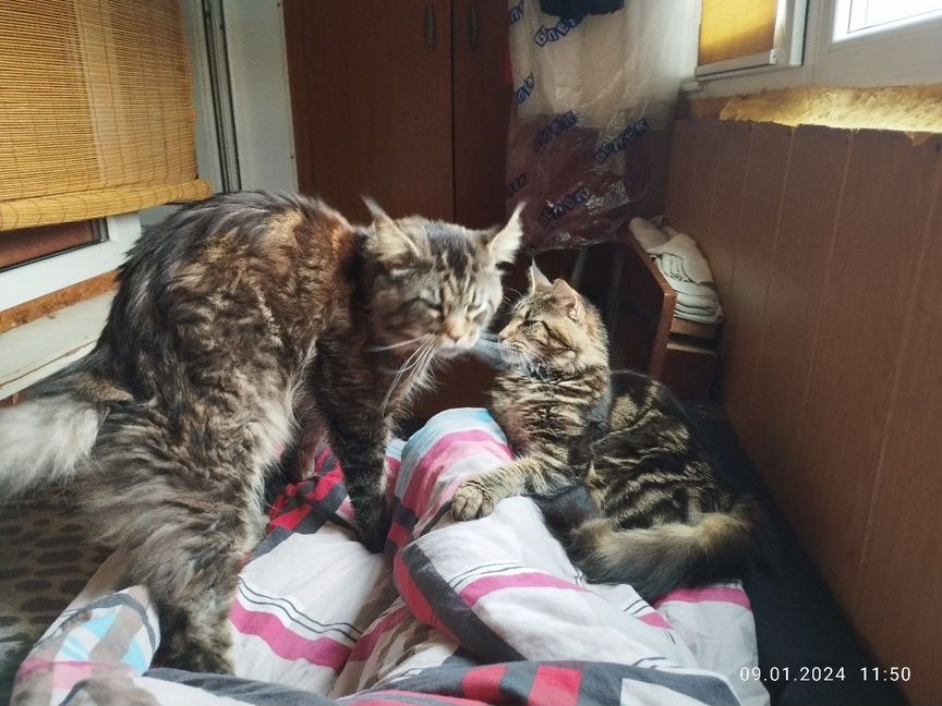 Котята метисы