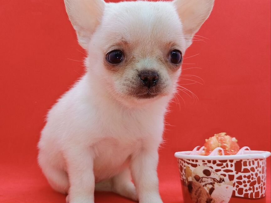 Белая мини девочка чихуахуа