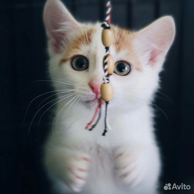 Абрикос, котенок в добрые руки