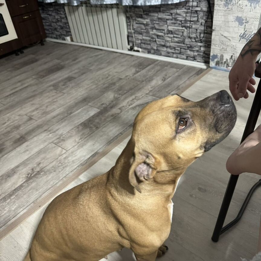 Стаффорд девочка