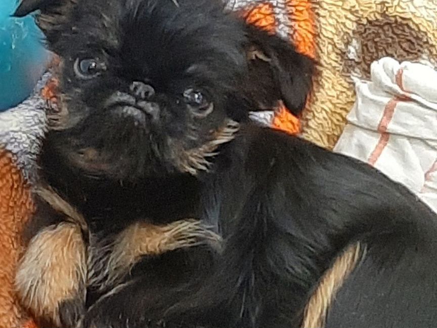 Бельгийский гриффон