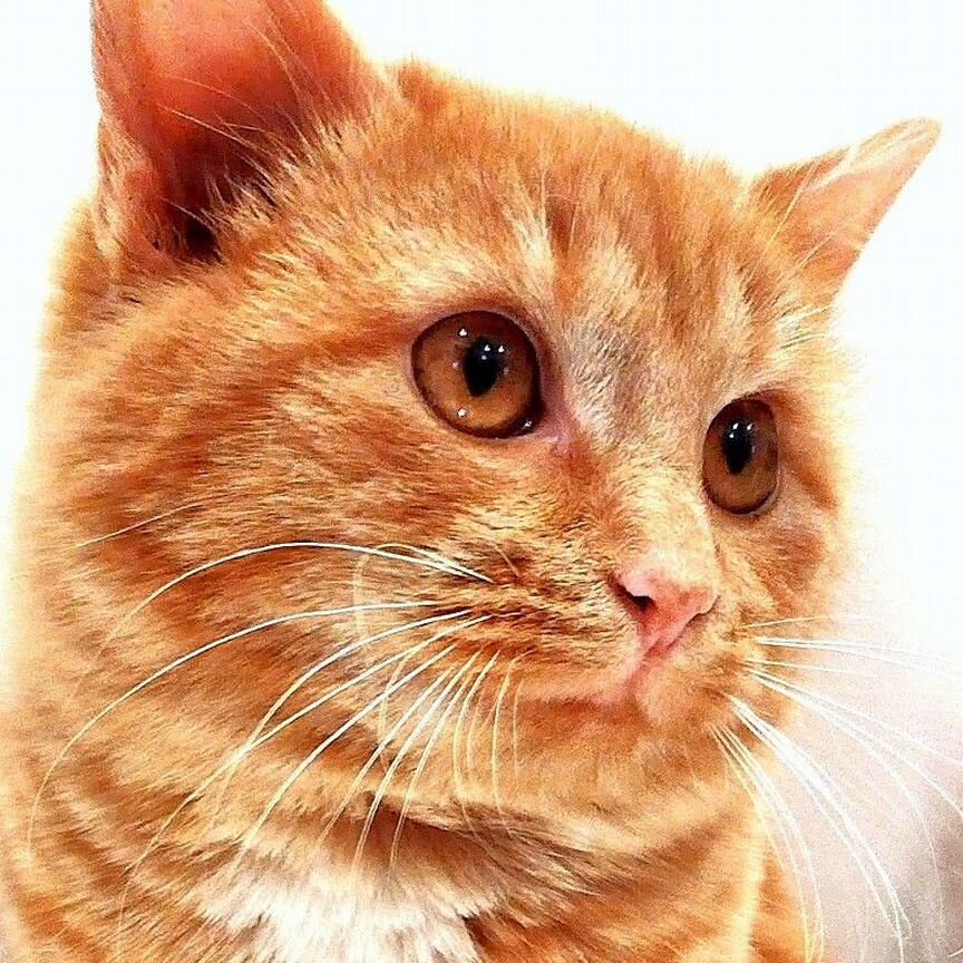 Маленькая рыжая кошечка