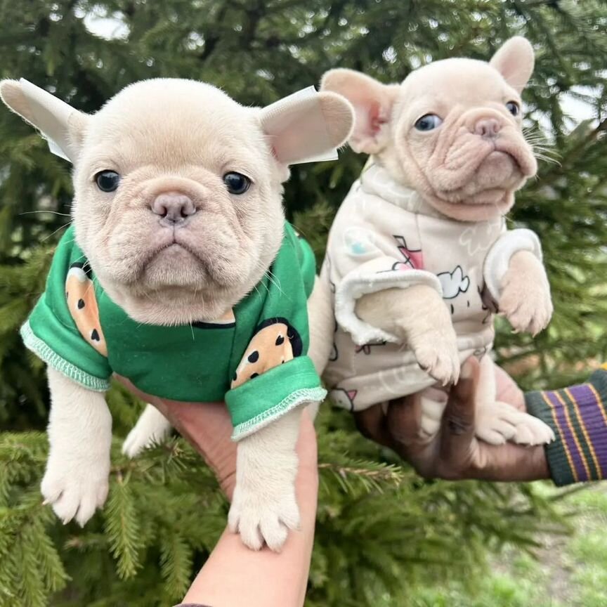 Французский бульдог, щенок