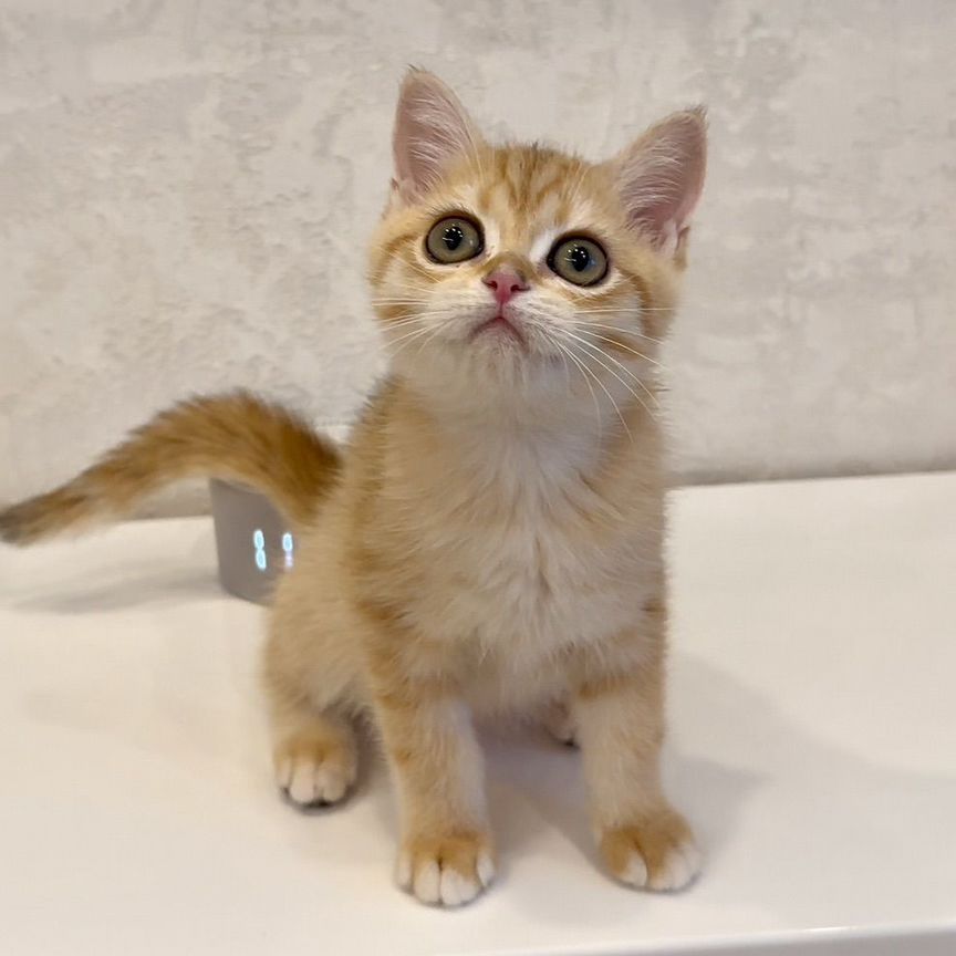 Британский малыш