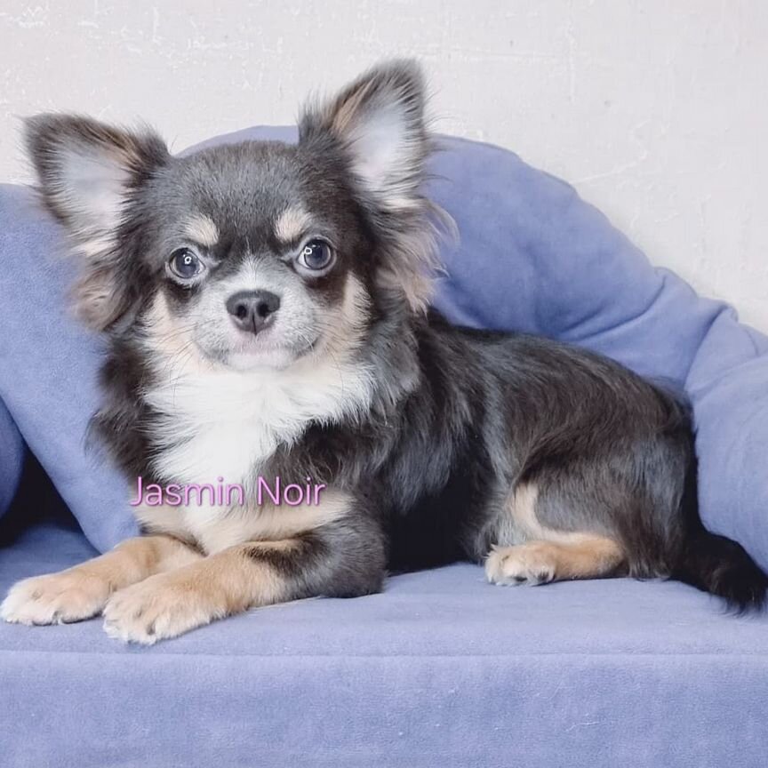 Чихуахуа мальчик голубого окраса