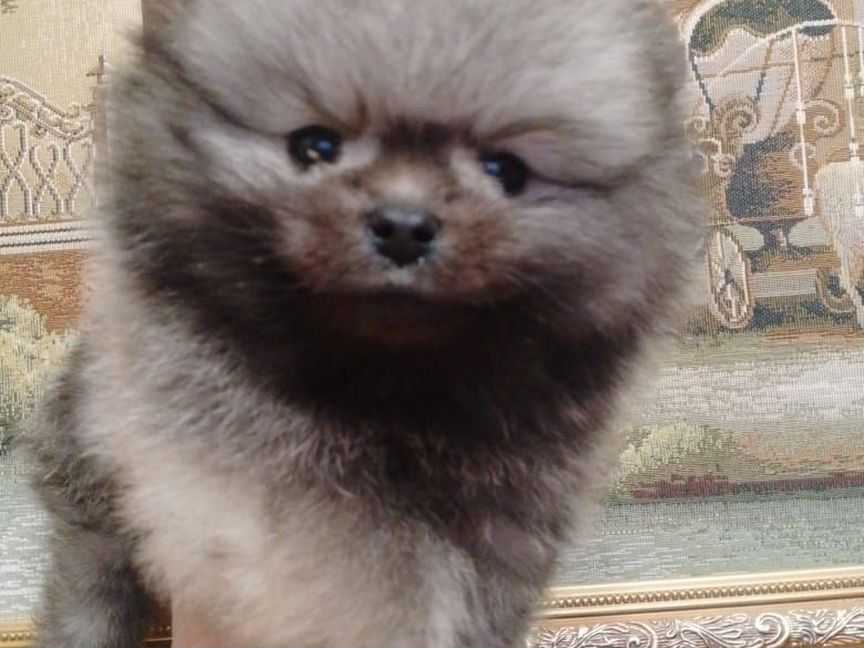 Медвежонок шпиц