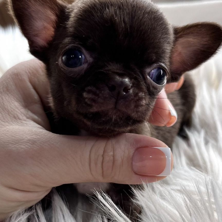 Шоколадная девочка Micro