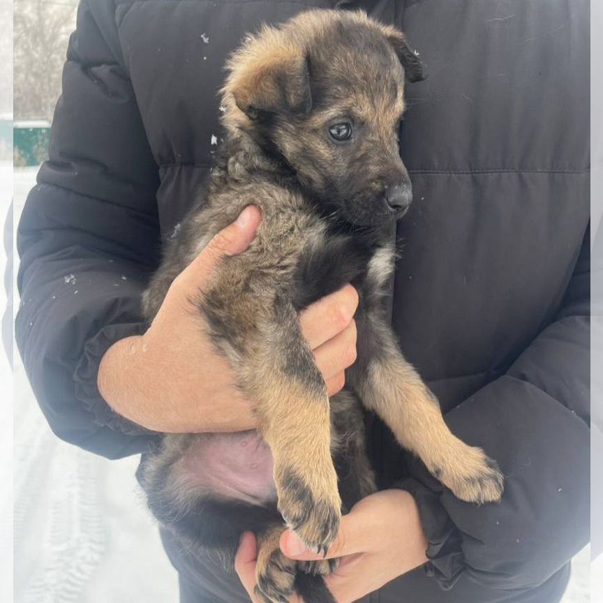 Щенок от частного владельца