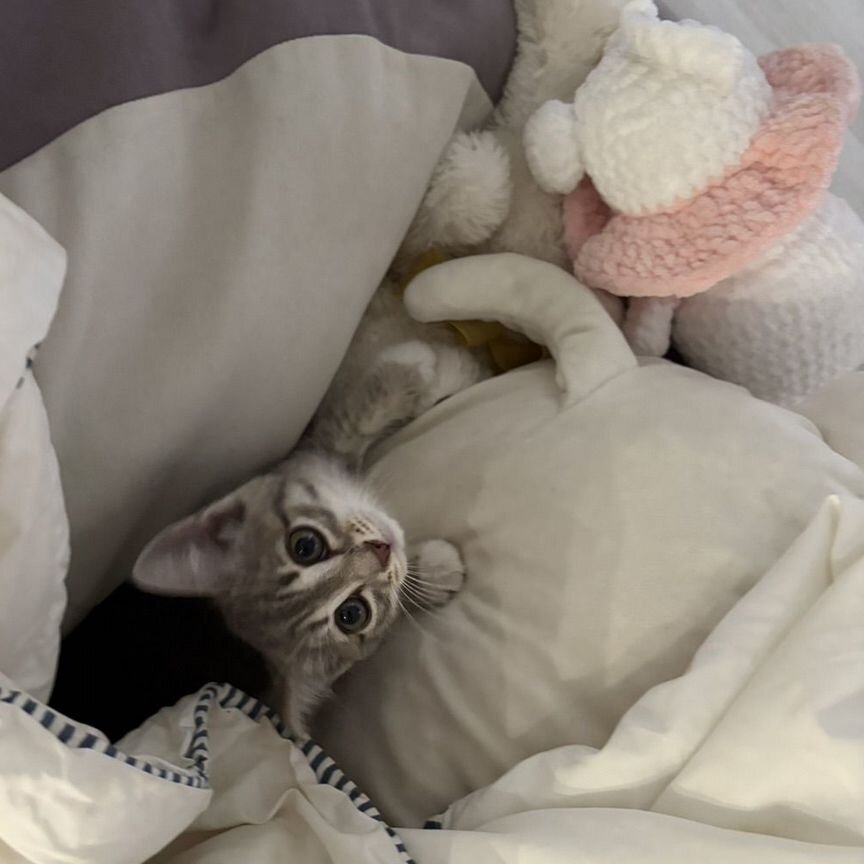 Кошка