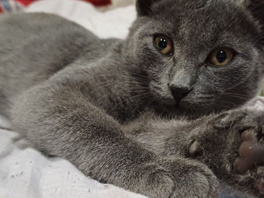 Котята в добрые руки бесплатно котик и две кошечки