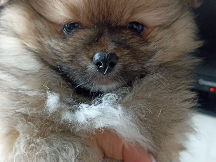 Померанский шпиц медвежьего типа