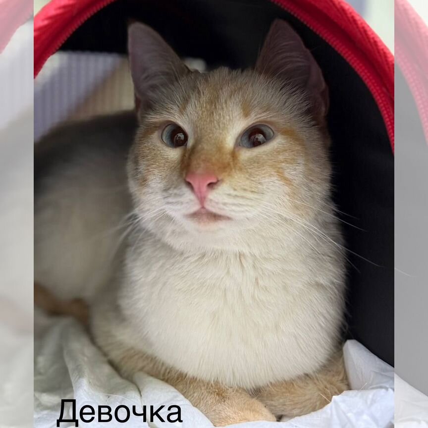 Тайский котёнок