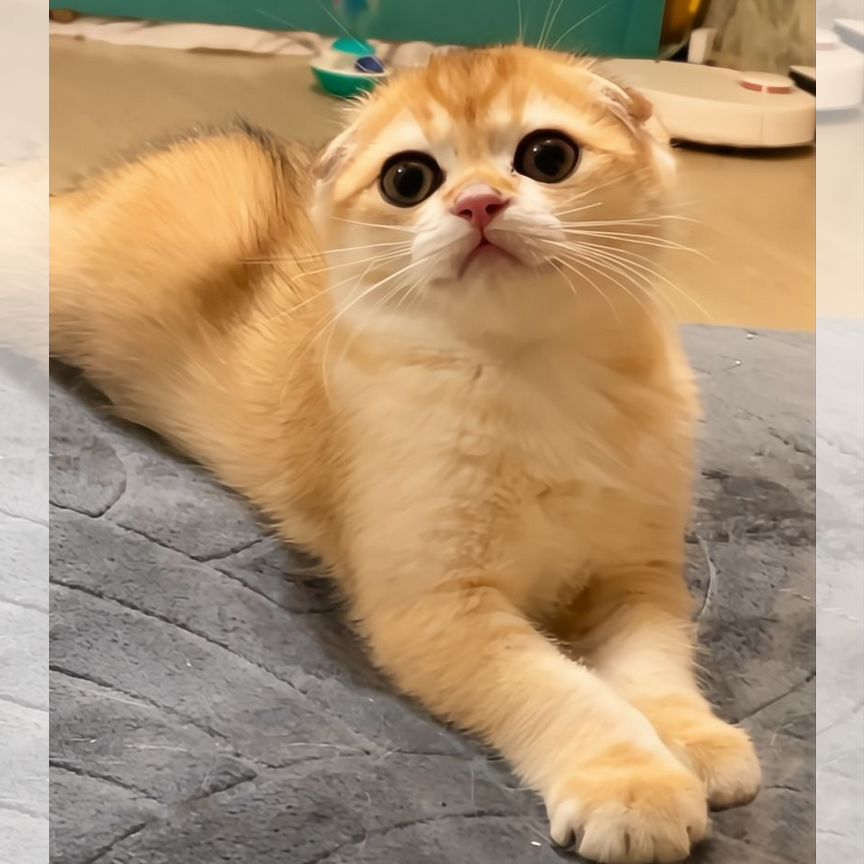 Шотландский вислоухий короткошёрстный котёнок