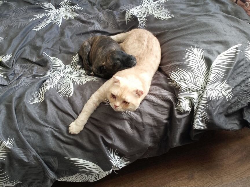 Стаффордширский терьер