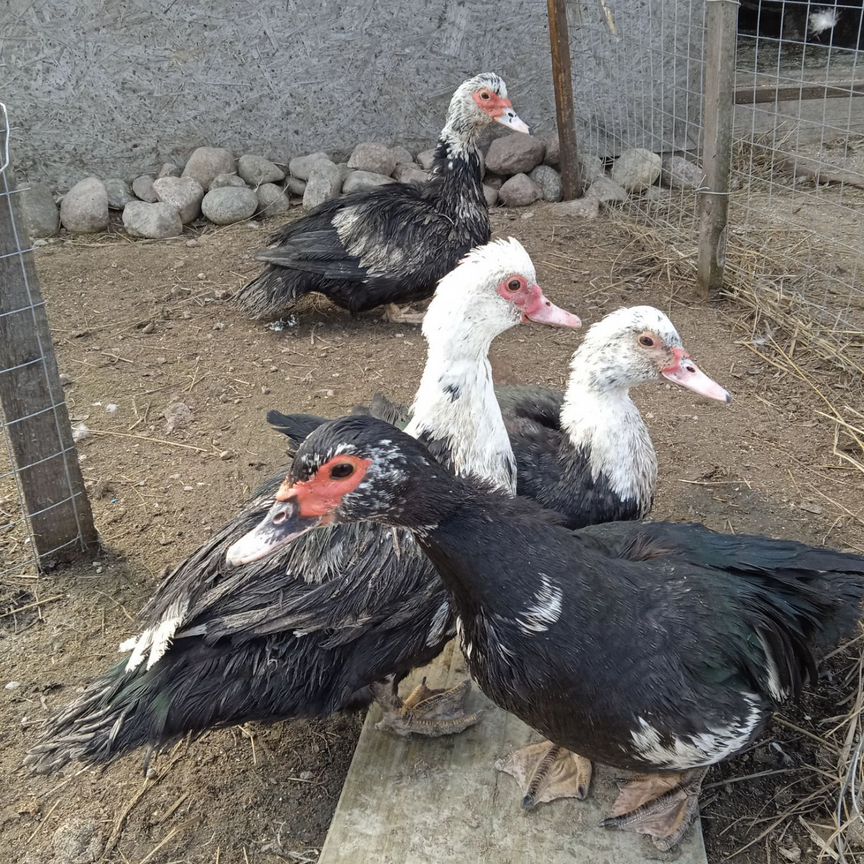 Индоутки и селезень