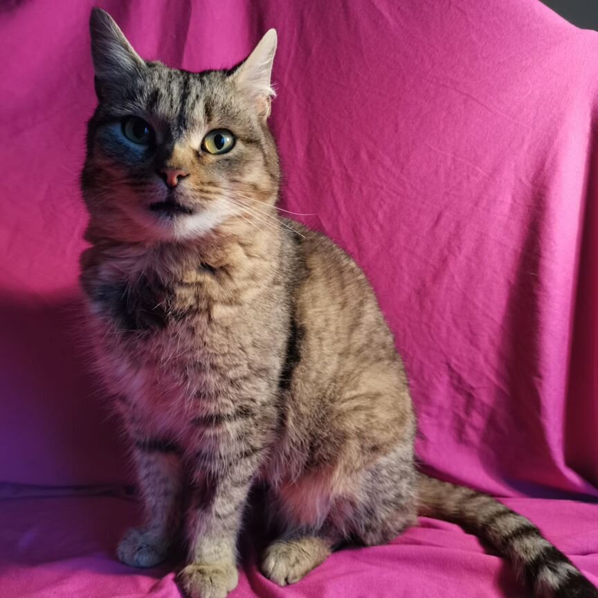 Девочка в добрые руки