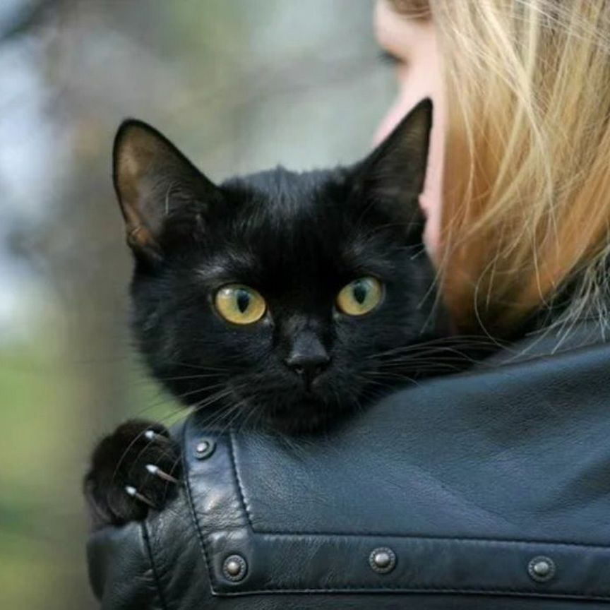 Кошечка 1 г. добрая, игривая, стерелизована