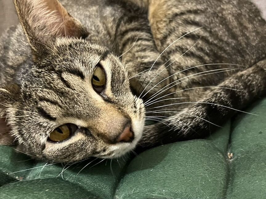 Оцикет кошка Бусинка ищет дом в добрые руки