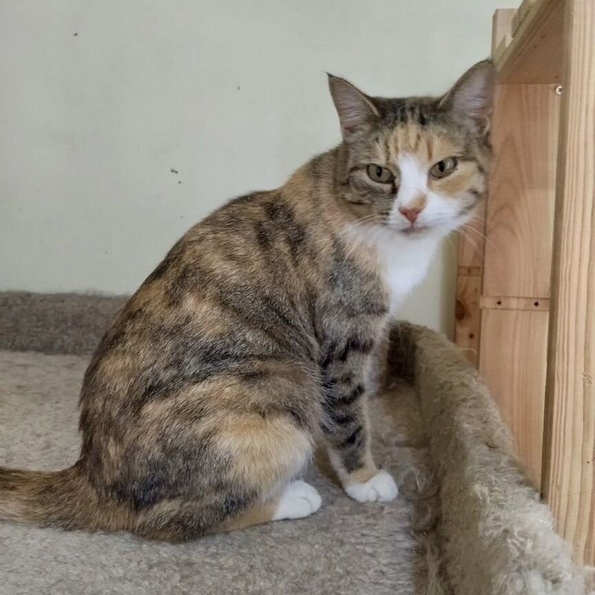 Кошечка Триша ищет дом