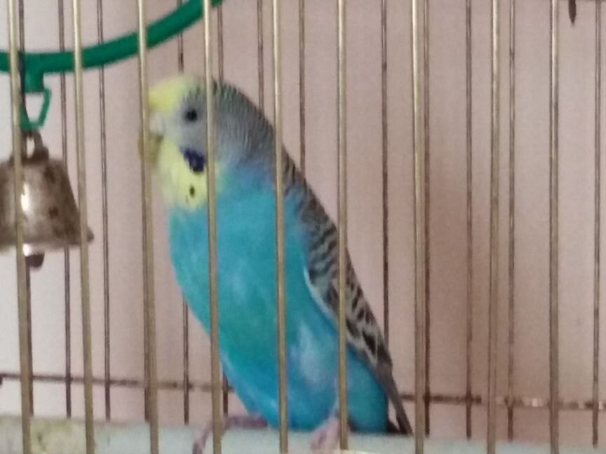 Волнистый попугай