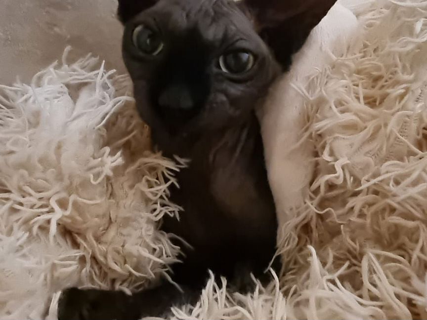 Канадский сфинкс