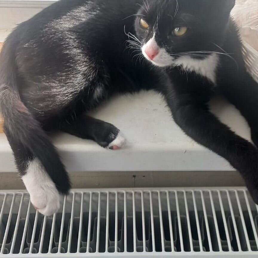 Котенок-девочка в добрые руки