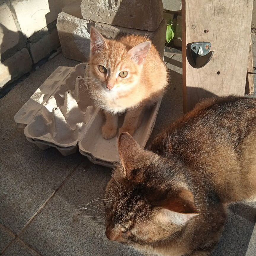 Отдам котëнка в добрые руки