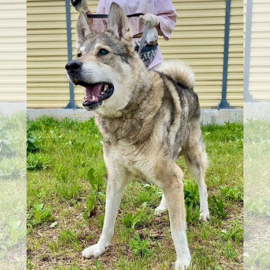 Старичок в приюте, но бодренький