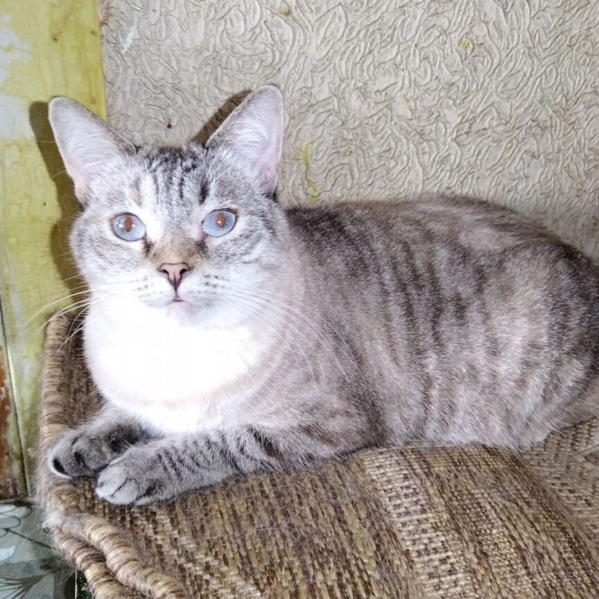 Стерилизованая кошечка Маргоша, 2,5 годика