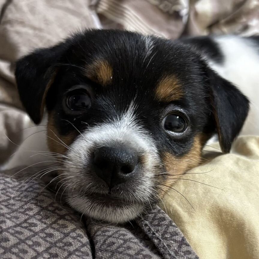 Джек-рассел-терьер, щенок